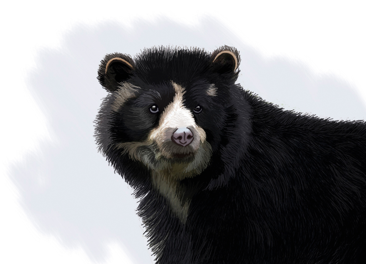 Oso de Anteojos | Behance Oso de Anteojos | Behance